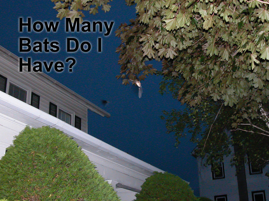Bat Exclusion & Control – Bat Conservation and Management, Inc.