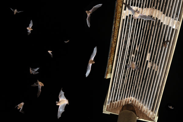 Bat Houses – Bat Conservation and Management, Inc.