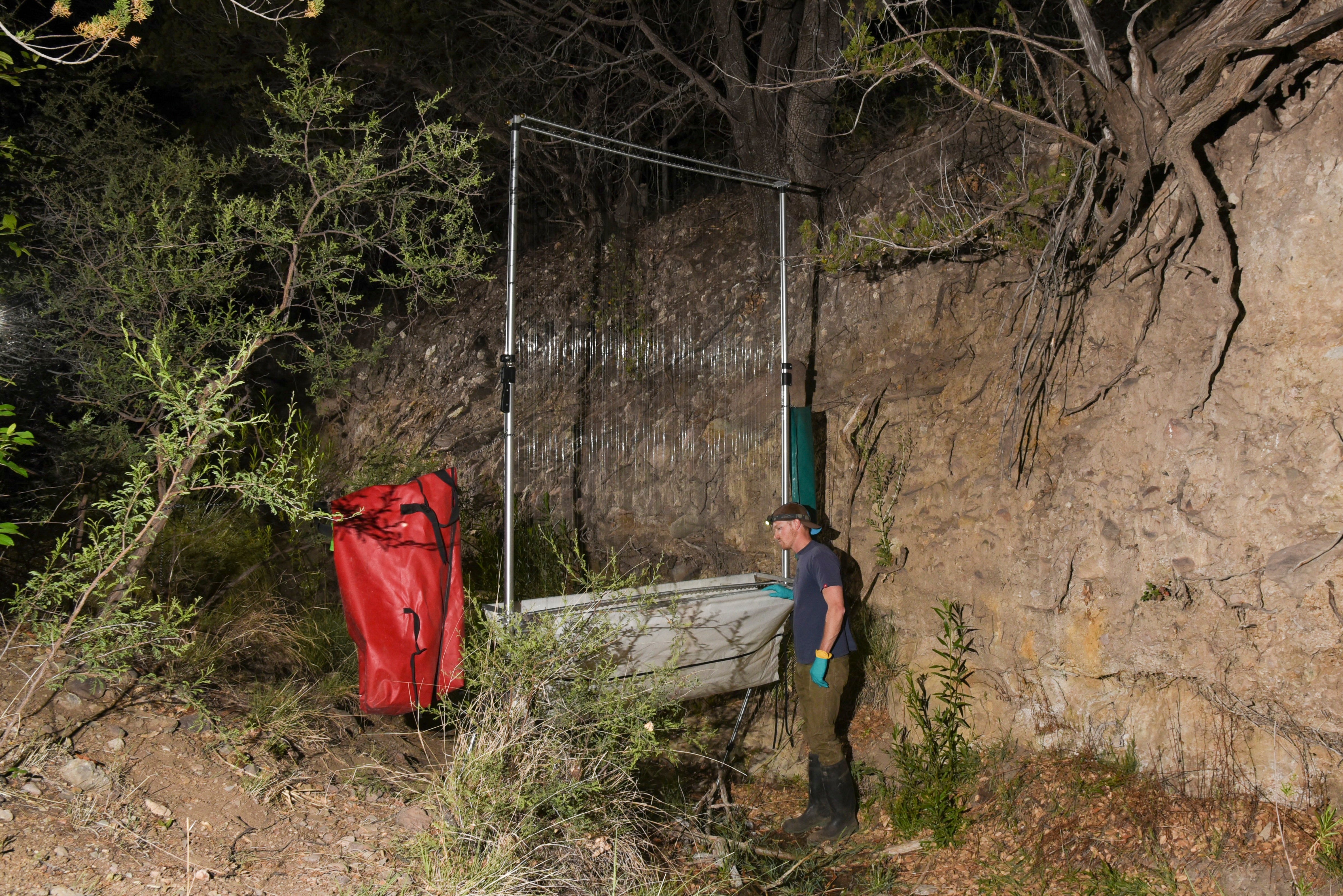 Bat Harp Traps – Bat Conservation and Management, Inc.