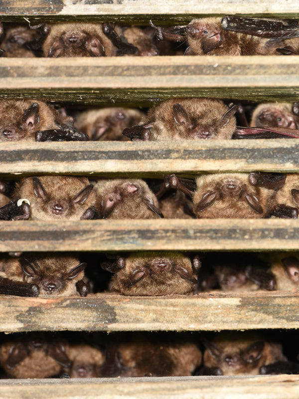 Backyard Bat Houses - Nursery Bat Houses - Rocket Boxes – Bat ...